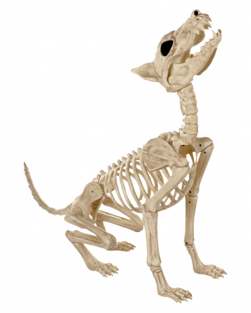 Werewolf Skeleton 70cm Bones deco | - Karneval Universe