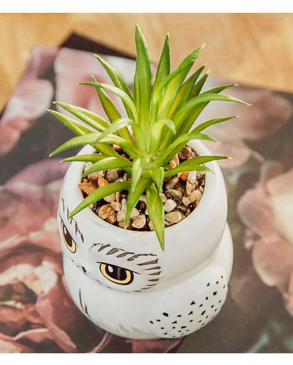 Harry Potter Hedwig Topf mit Sukkulente ★ | Karneval Universe